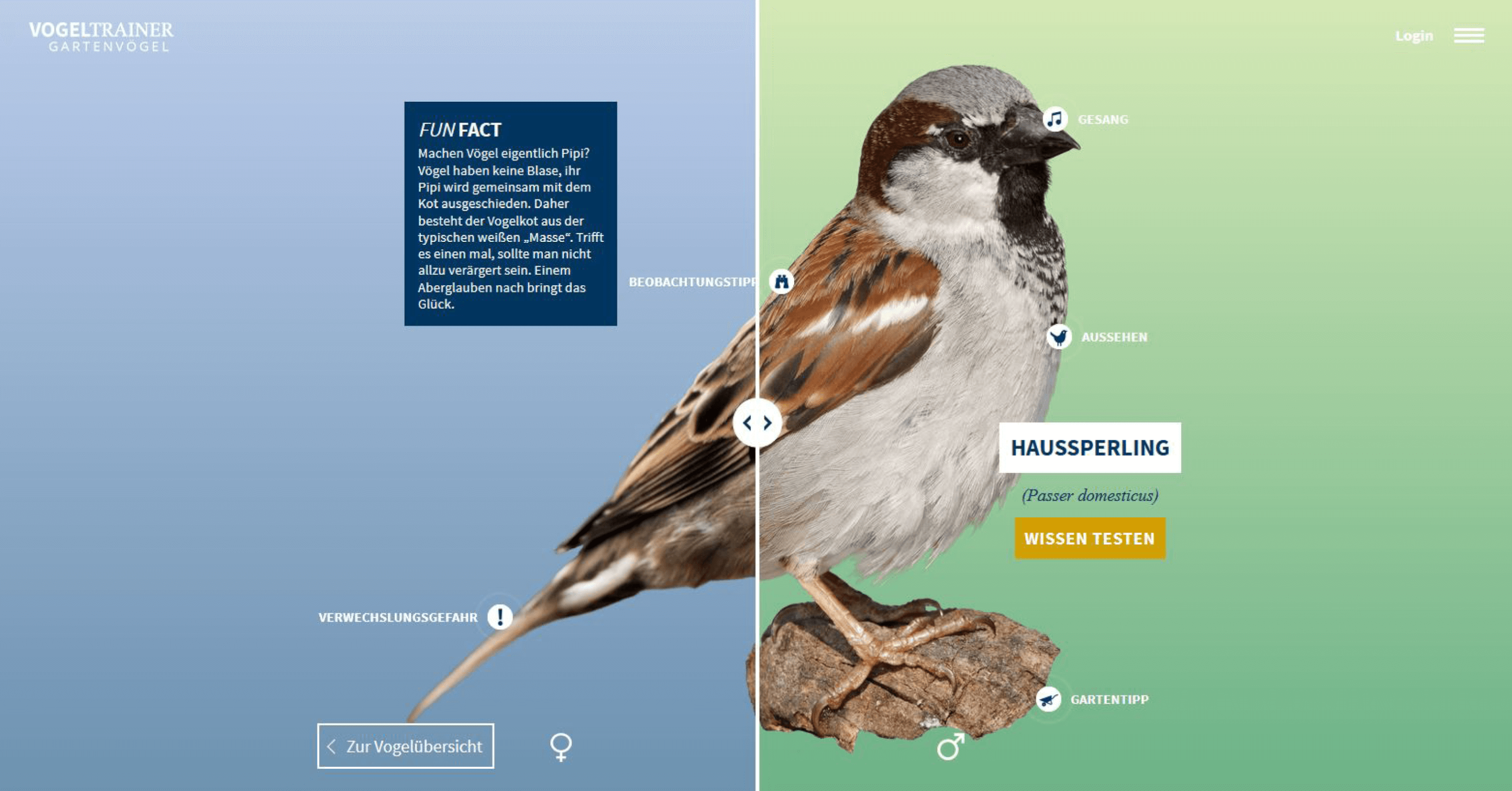 Haussperling Gartenedition Nabu Vogeltrainer